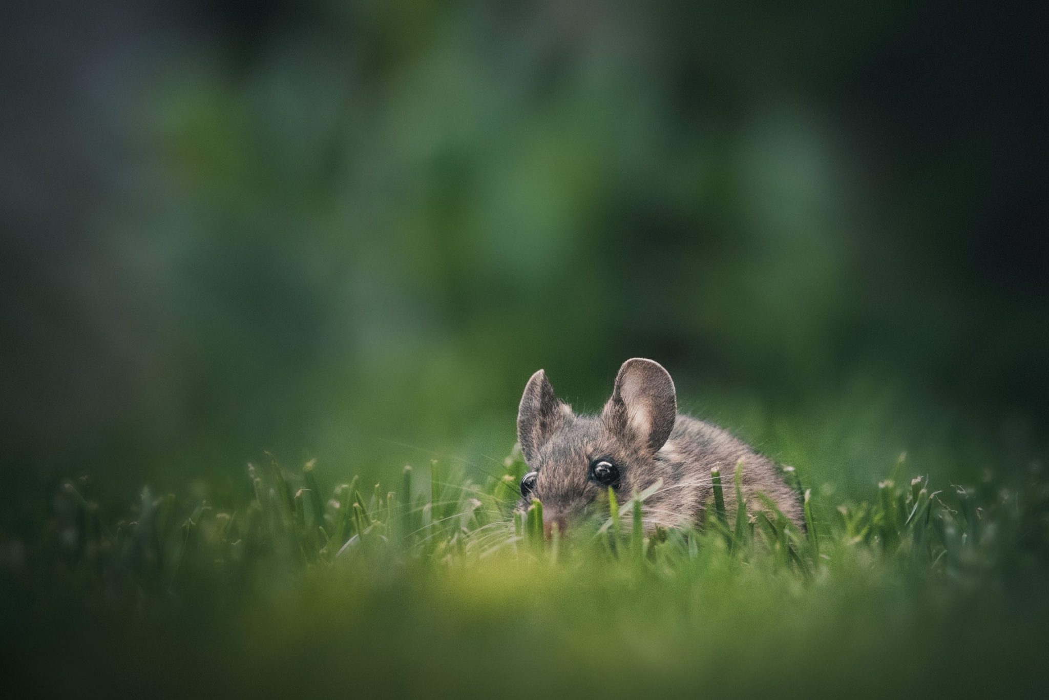 In Harmony – DIY Rat Birth Control